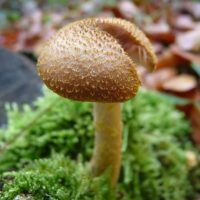 Pilze sammeln und Pilze fotografieren